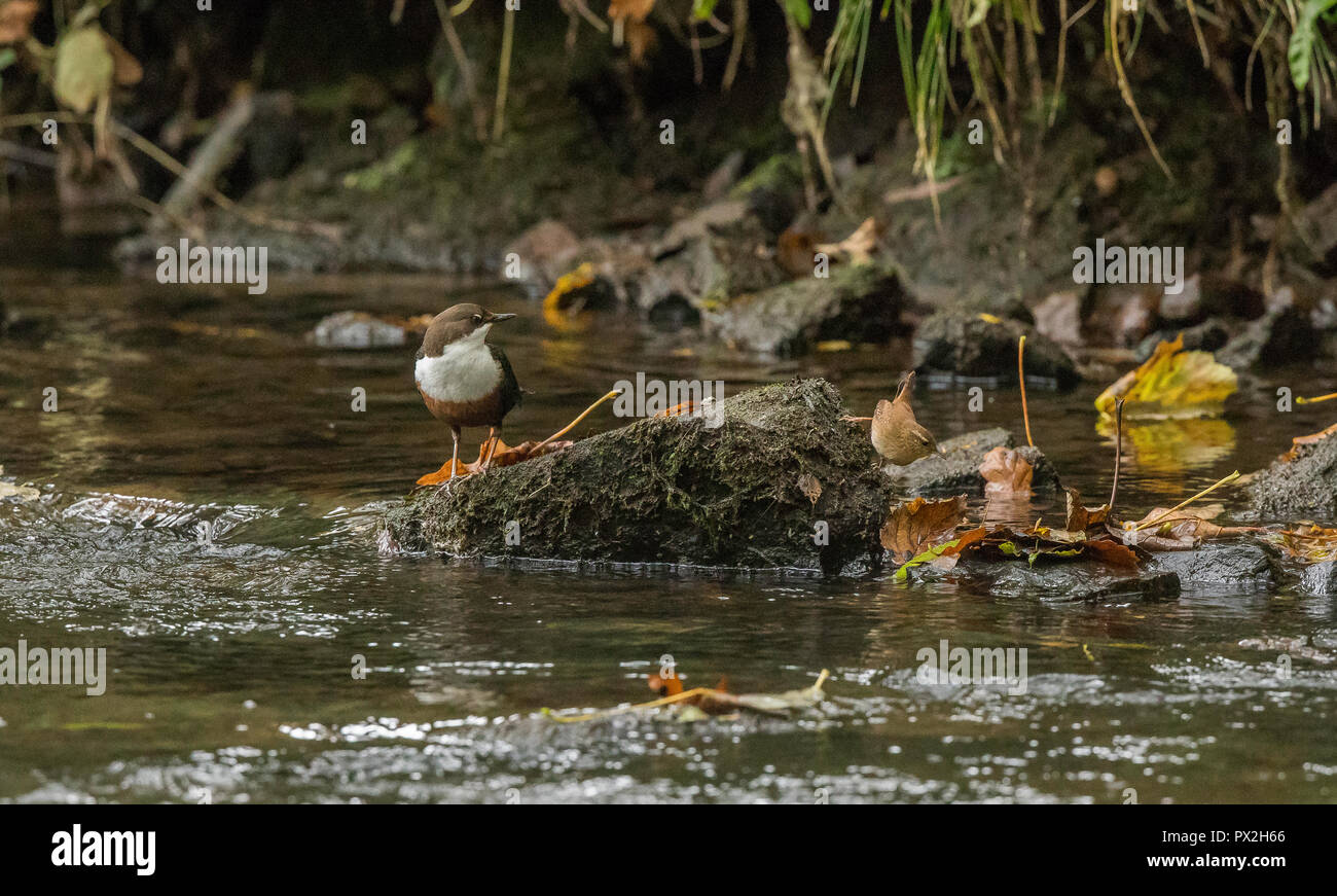Dipper pair hi-res stock photography and images - Alamy