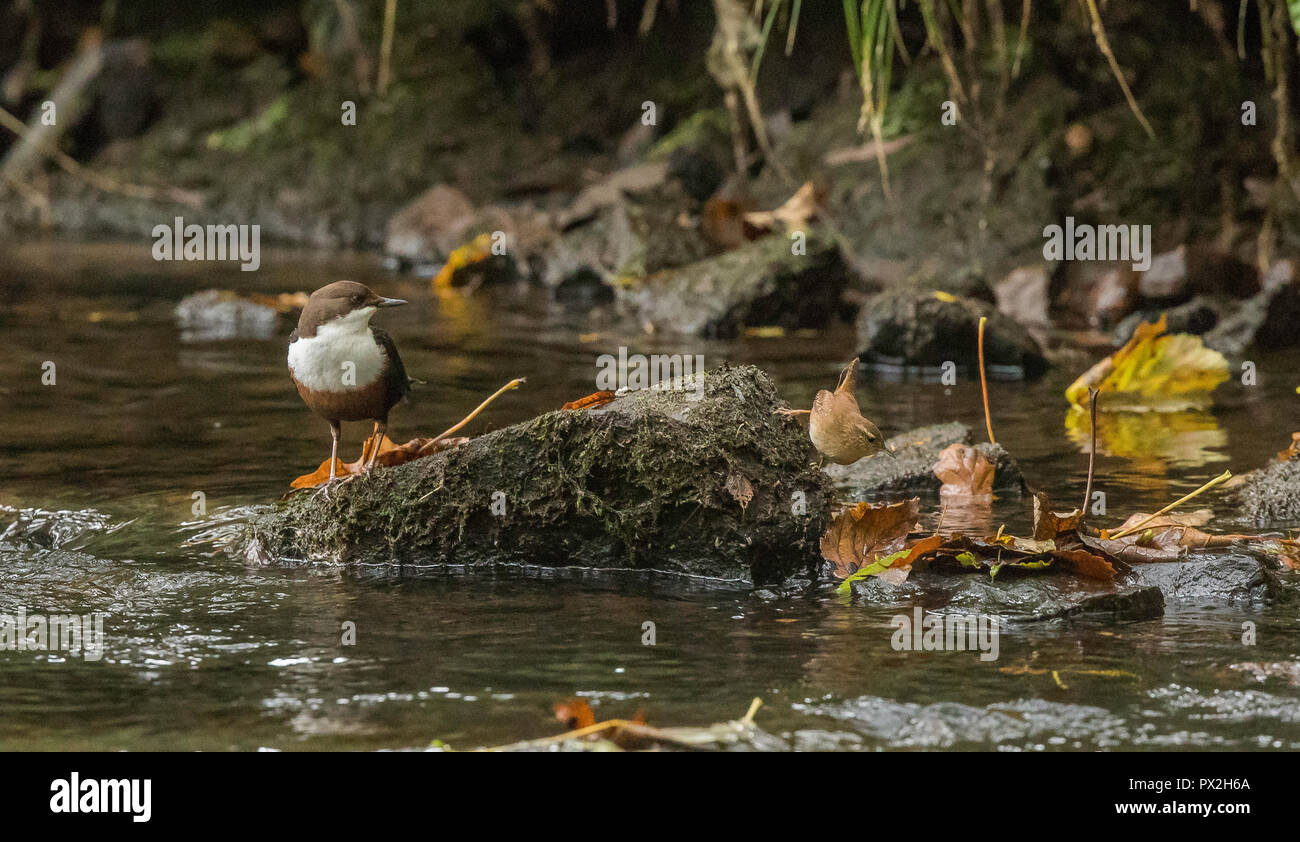 Dipper pair hi-res stock photography and images - Alamy