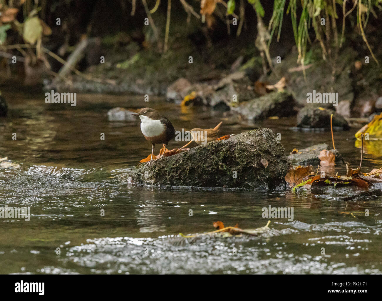 Dipper pair hi-res stock photography and images - Alamy