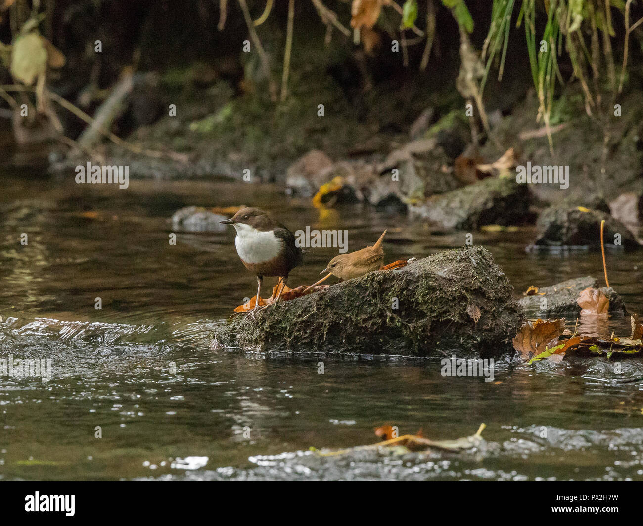 Dipper pair hi-res stock photography and images - Alamy