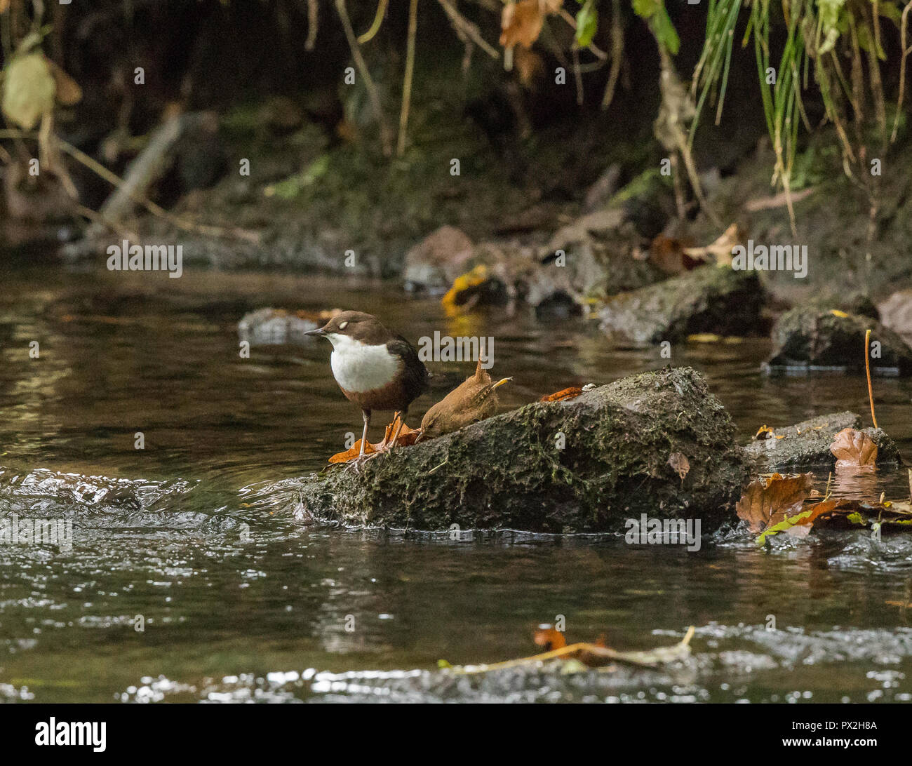 Dipper pair hi-res stock photography and images - Alamy