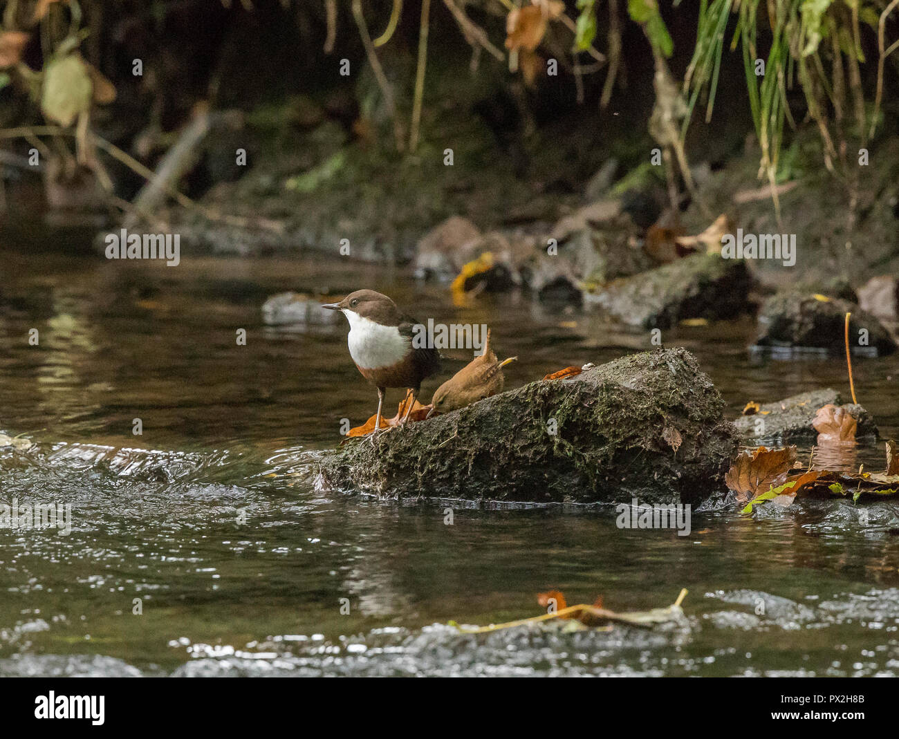 Dipper pair hi-res stock photography and images - Alamy