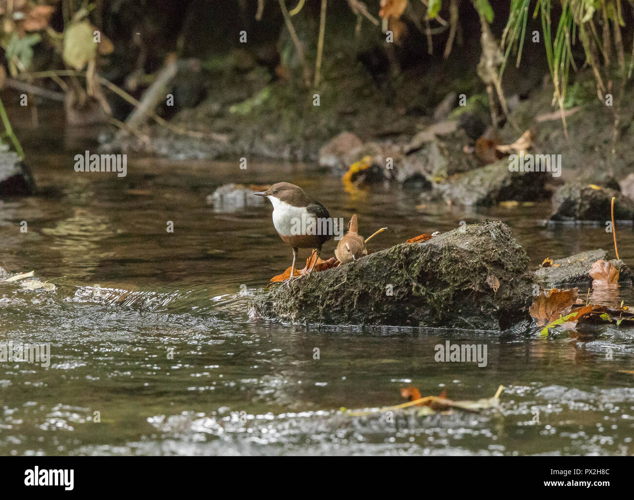 Dipper pair hi-res stock photography and images - Alamy