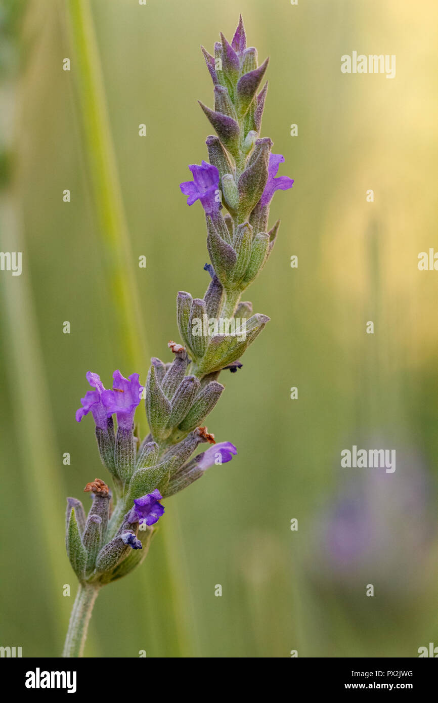 Closeup of a Lavender Stalk Stock Photo - Alamy