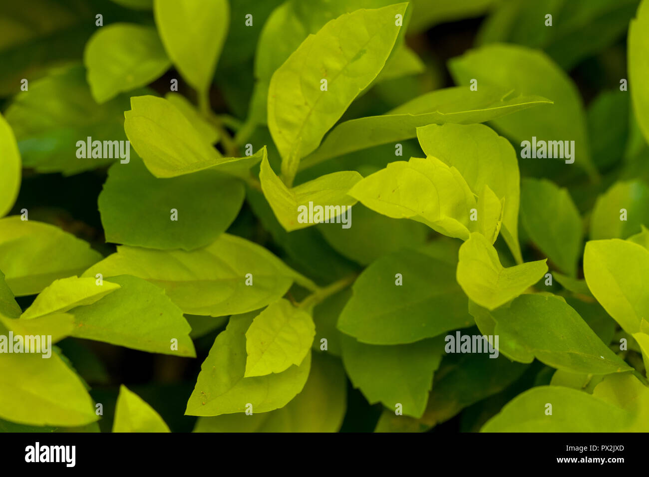 Gold leaf texture hi-res stock photography and images - Alamy