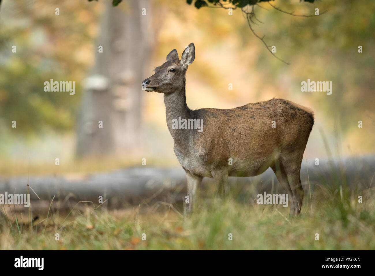 Female red deer standing in an old forest in Denmark. Beautiful light ...