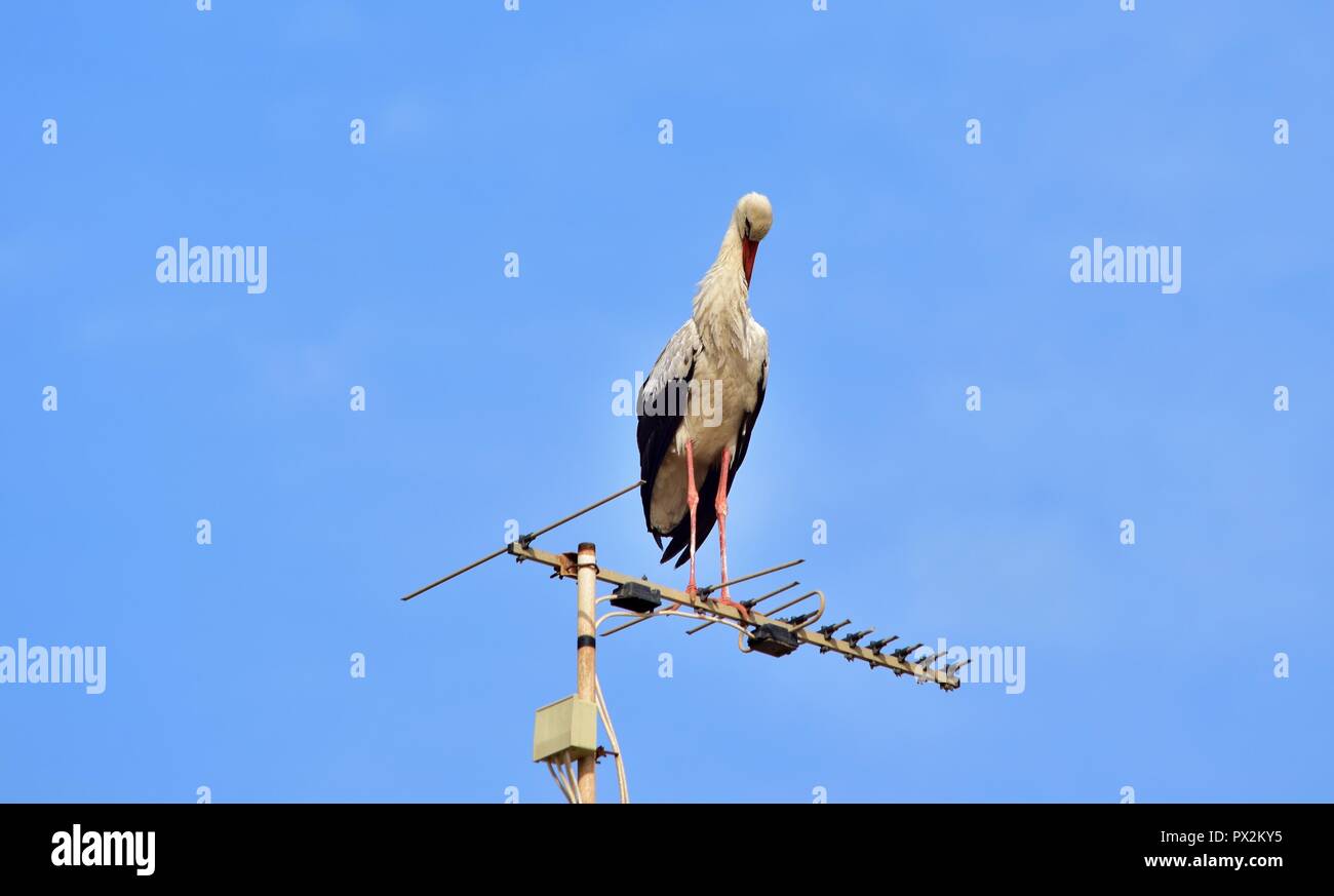 Stork balancing on tv aerial hi-res stock photography and images - Alamy