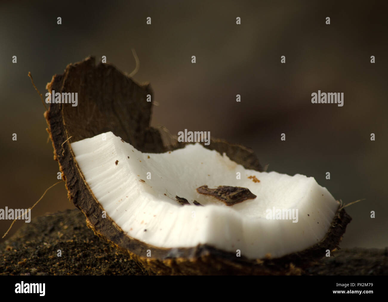 Coconut trees costa rica hi-res stock photography and images - Alamy