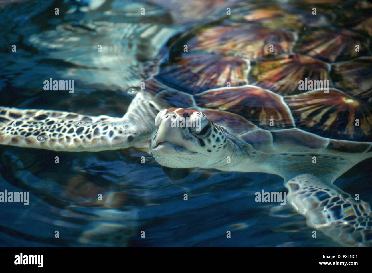 Swimming Sea Turtle Head Shot Horizontal Stock Photo - Alamy