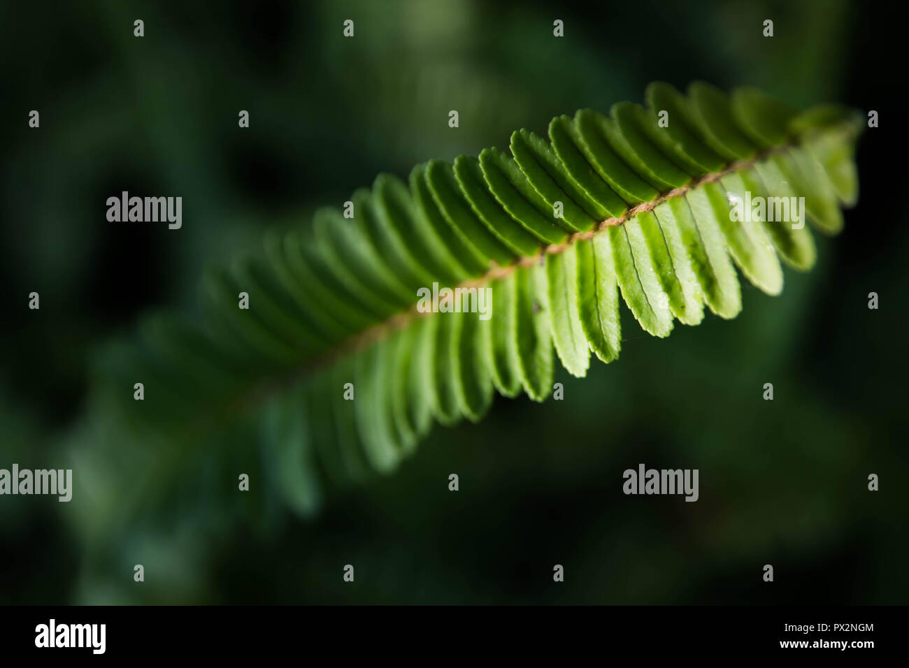 Green some leaves with morning light, The petals of the leaves are ...