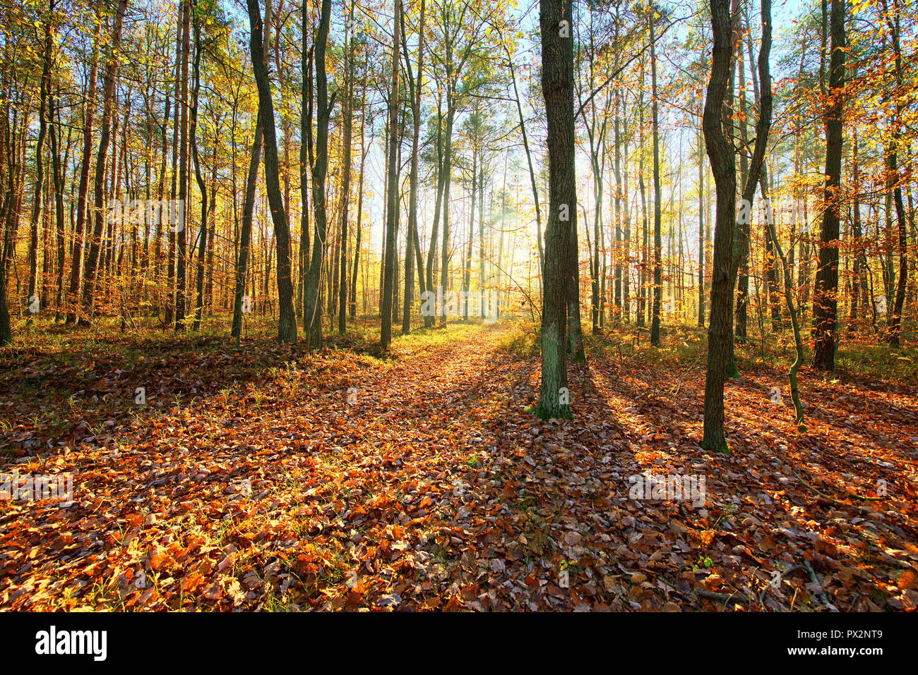 Backlit oak tree in morning mist hi-res stock photography and images ...