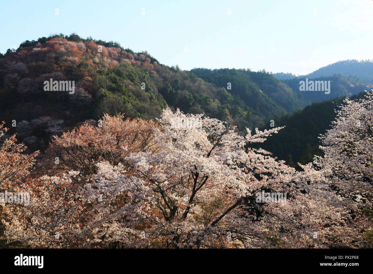Yoshino mountain cherry blossoms Stock Photo - Alamy