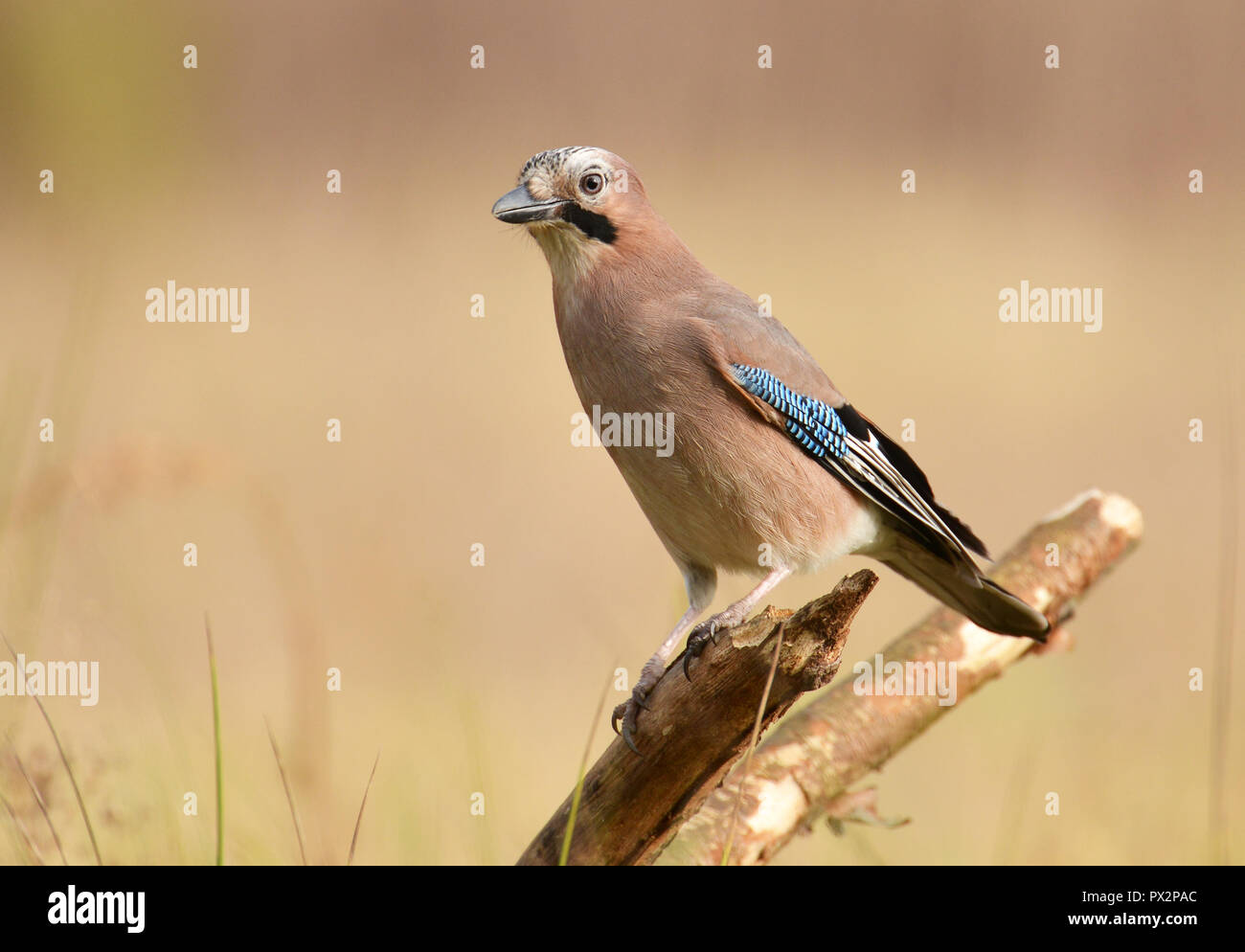 Blue jay profile view hi-res stock photography and images - Alamy
