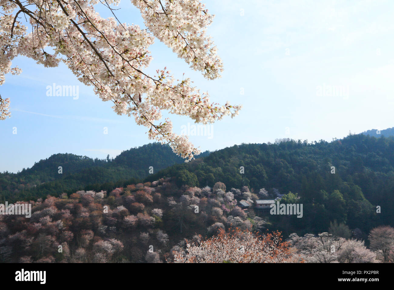 Yoshino mountain cherry blossoms Stock Photo - Alamy