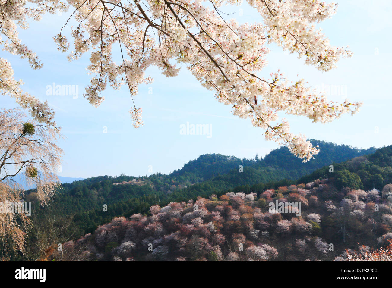 Yoshino mountain cherry blossoms Stock Photo - Alamy