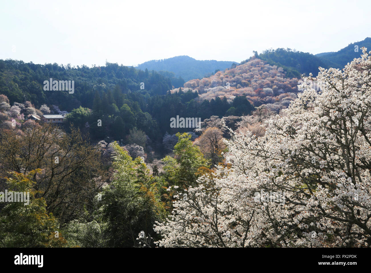 Yoshino mountain cherry blossoms Stock Photo - Alamy