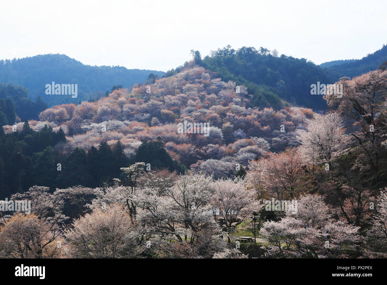 Yoshino mountain cherry blossoms Stock Photo - Alamy