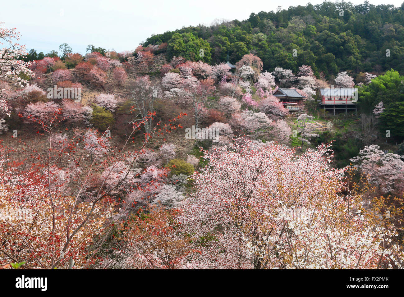 Yoshino mountain cherry blossoms Stock Photo - Alamy