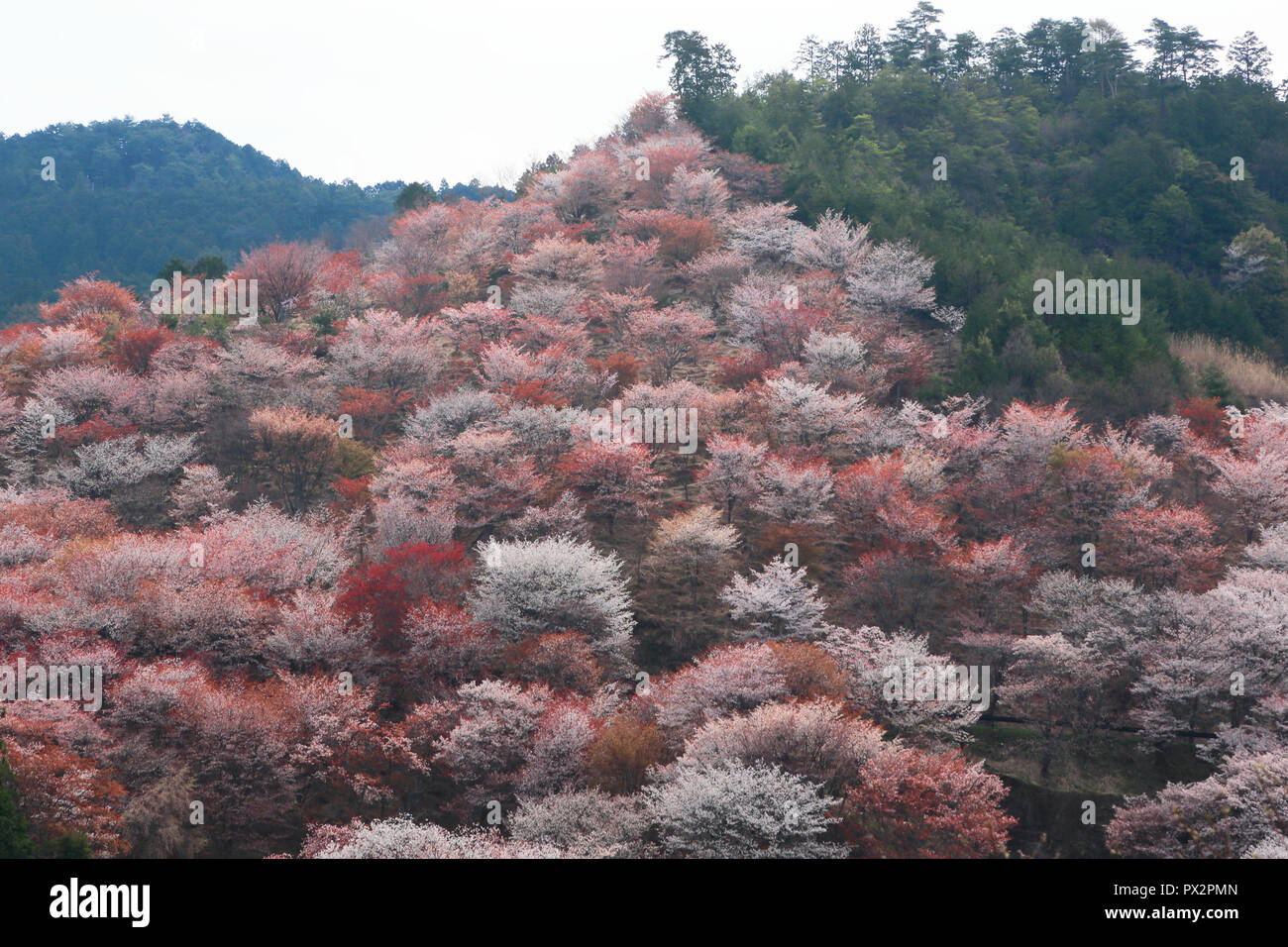 Yoshino mountain cherry blossoms Stock Photo - Alamy