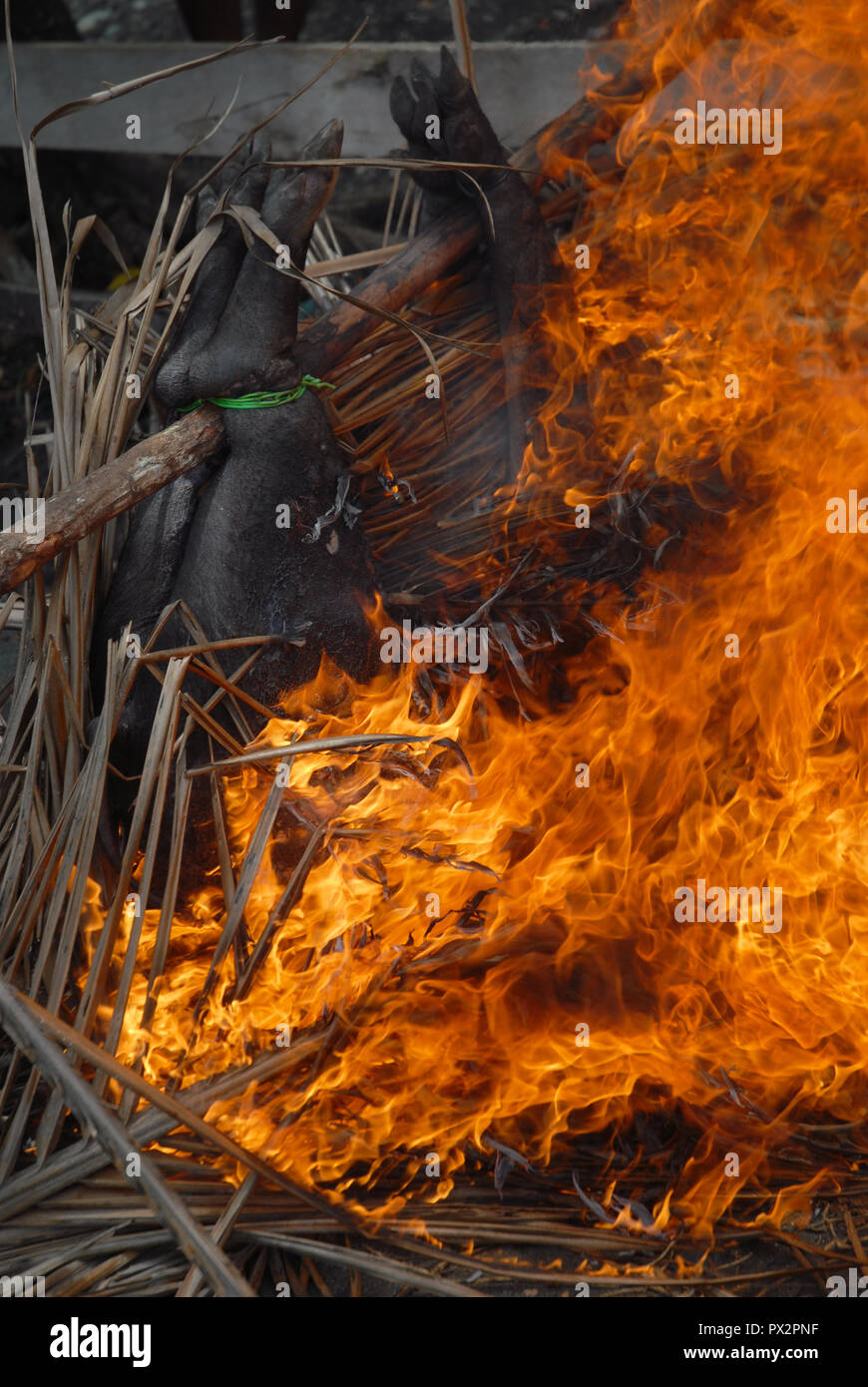 Fire to burn off the fur of a newly slaughtered pig, Honiara, Solomon ...