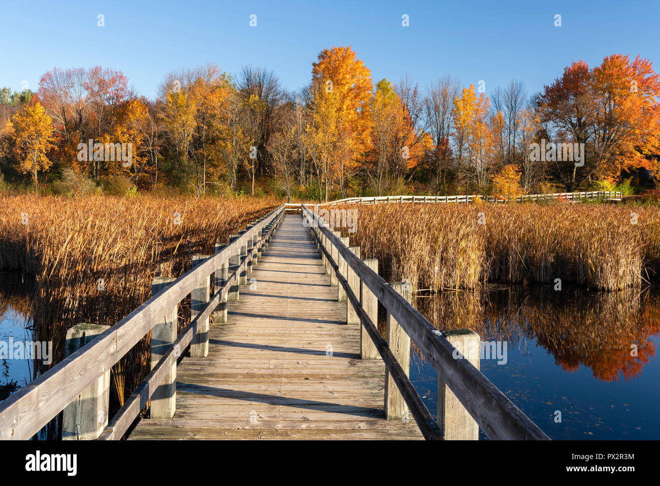 Boardwalk on Mer Bleue bog trail in autumn with trees in vibrant red ...