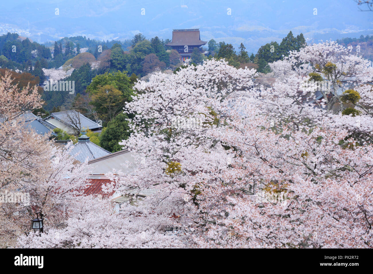 Yoshino mountain cherry blossoms Stock Photo - Alamy