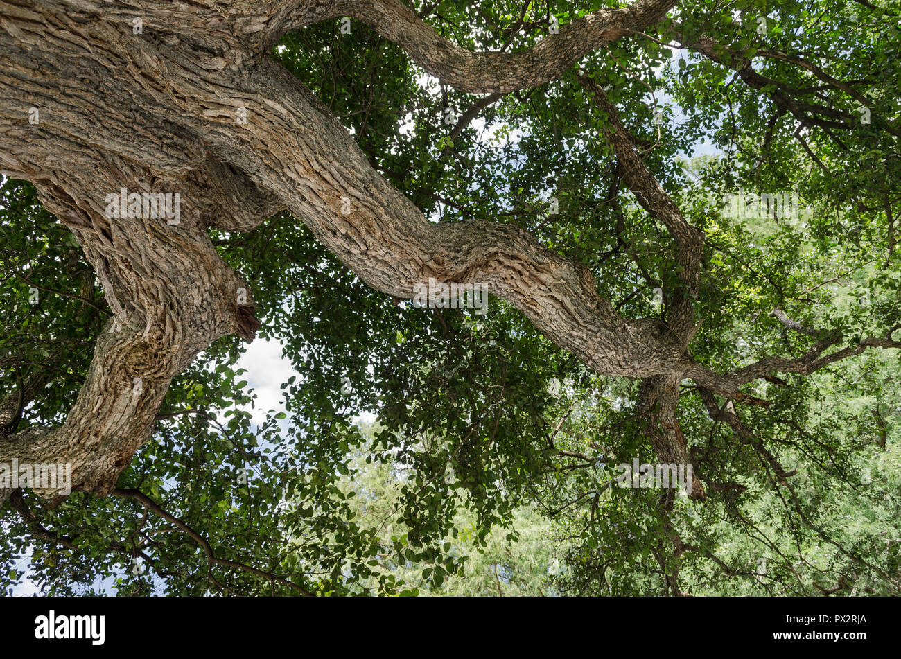 tree with green leaves, large tree, shot taken from the bottom, half ...