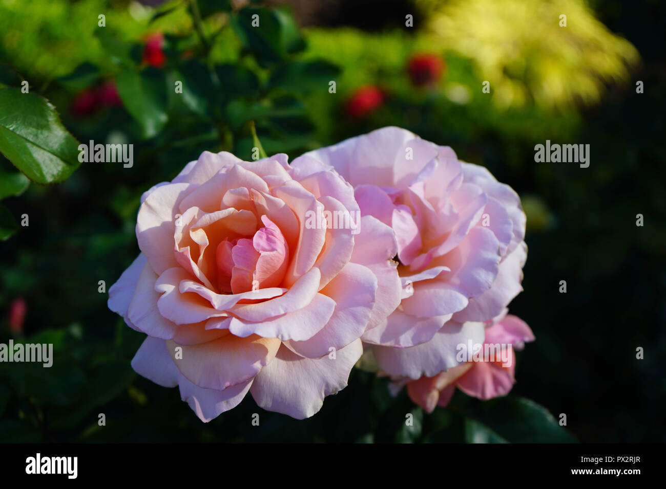 Taken in August at The International Rose Test Gardens in Downtown ...