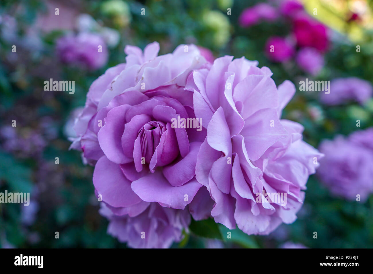Portland rose garden hi-res stock photography and images - Alamy