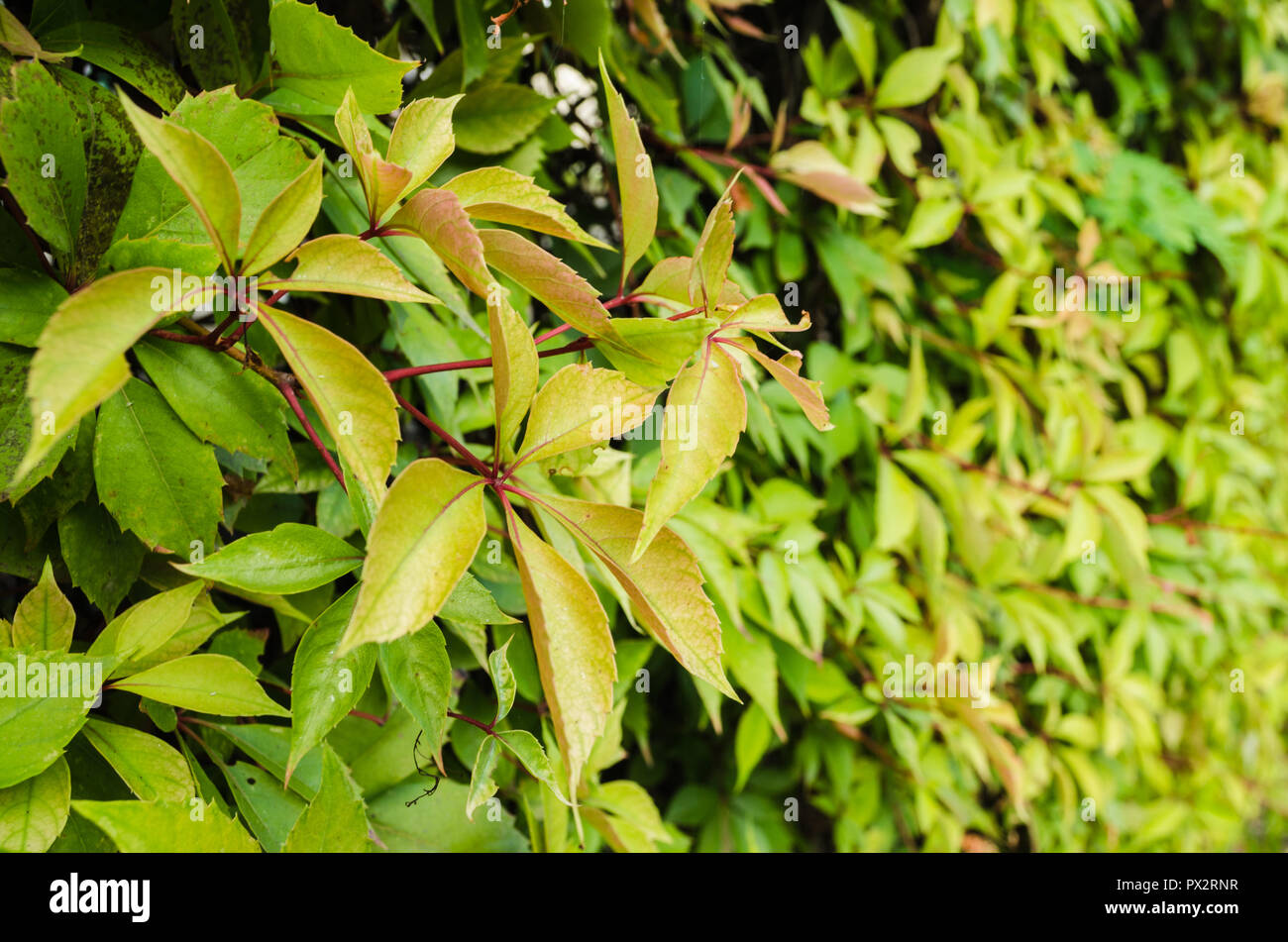pattern of green leaves, green contrast of green leaves, background of ...