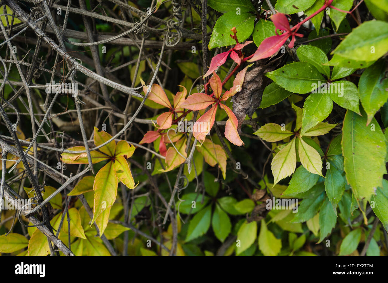 pattern of green leaves, green contrast of green leaves, background of ...
