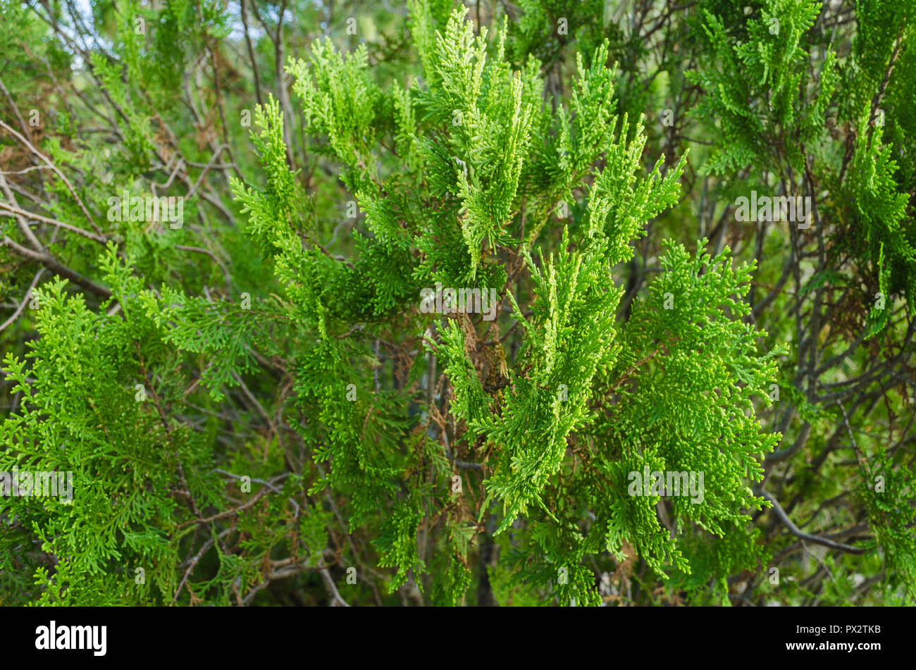 pattern of green leaves, tree with green leaves, green nature texture ...
