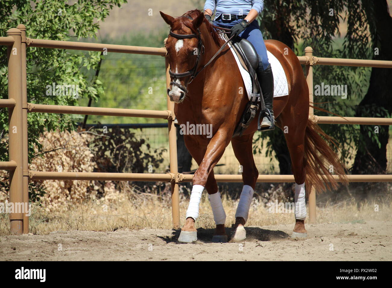 Chestnut Quarter Horse Jumping