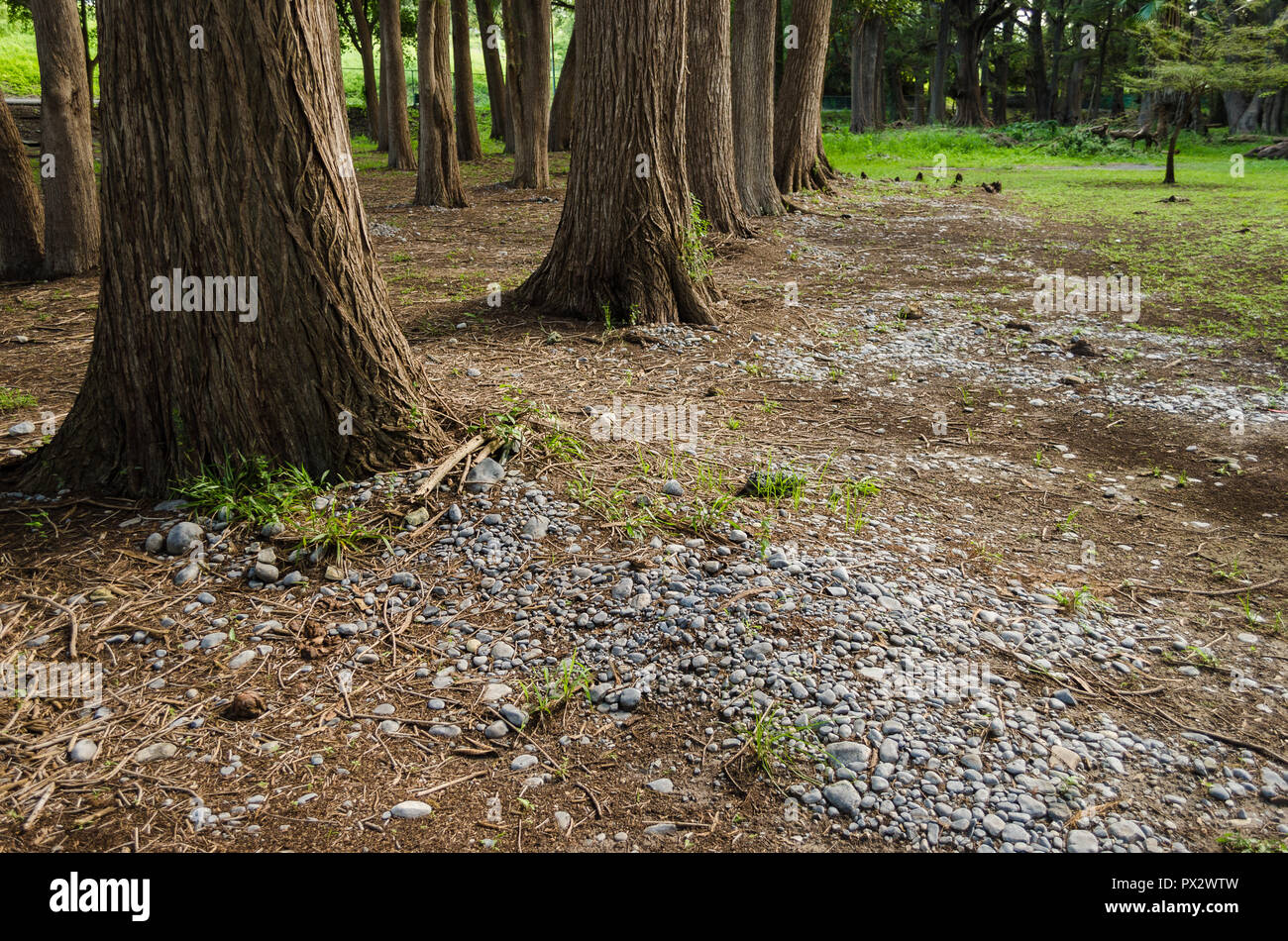 Group of large trees outdoors in rural area, outdoors in tourist forest ...