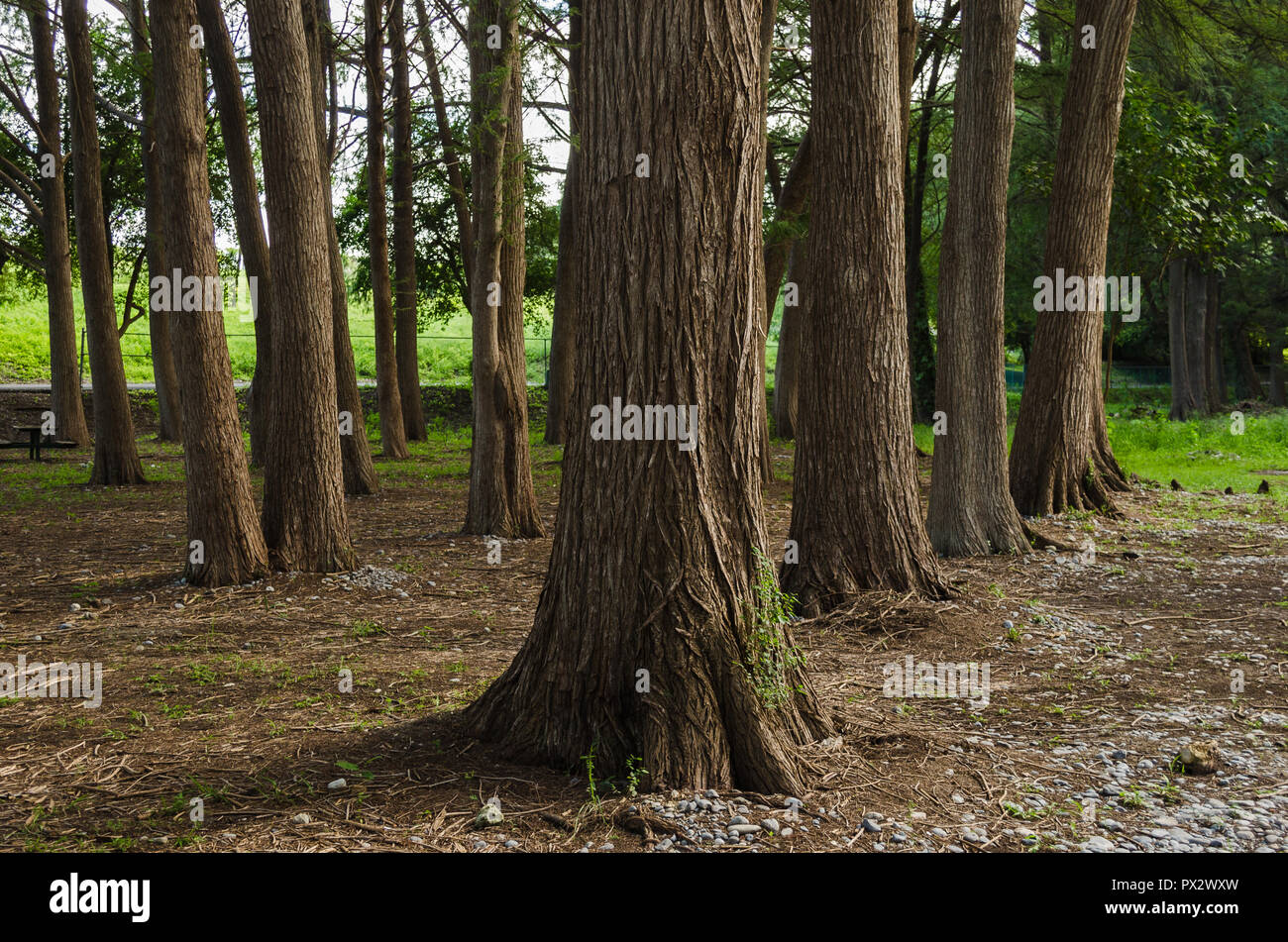 Group of large trees outdoors in rural area, outdoors in tourist forest ...