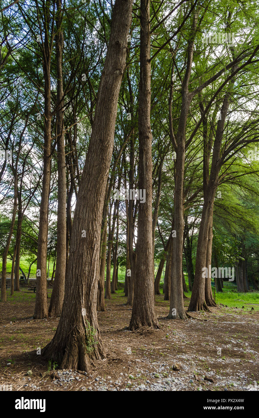 Large landscape plants foliage hi-res stock photography and images - Alamy
