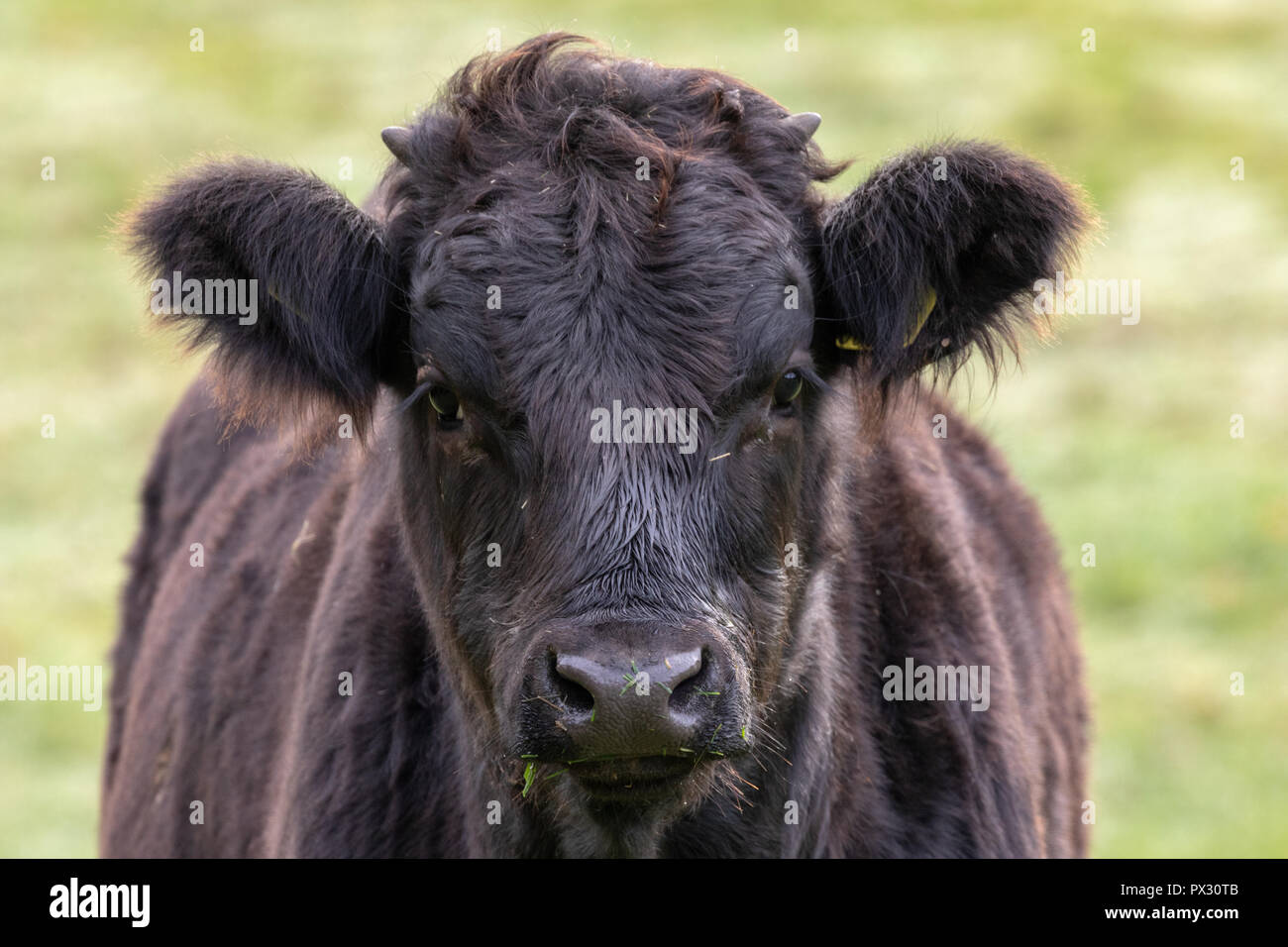 Angus cattle grazing in pasture on an autumnal morning Stock Photo - Alamy