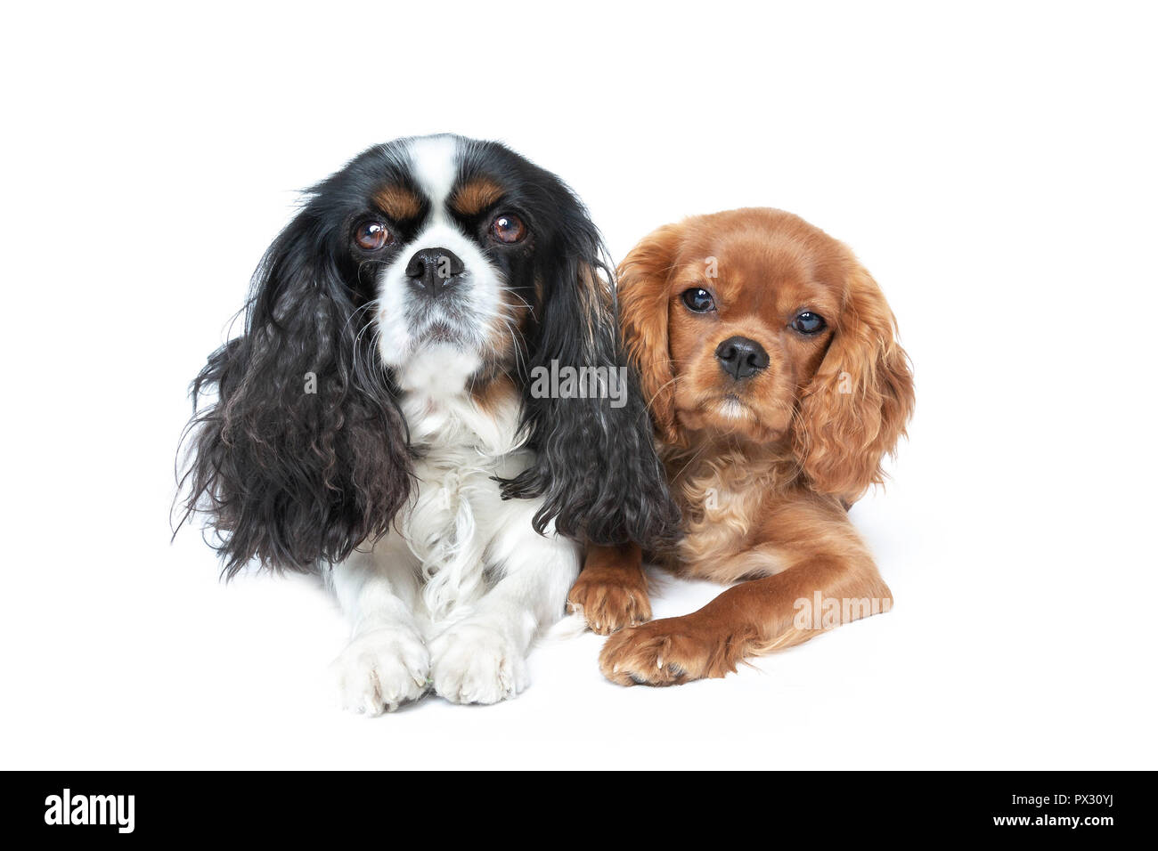 Two beautiful spaniels isolated on white background Stock Photo - Alamy