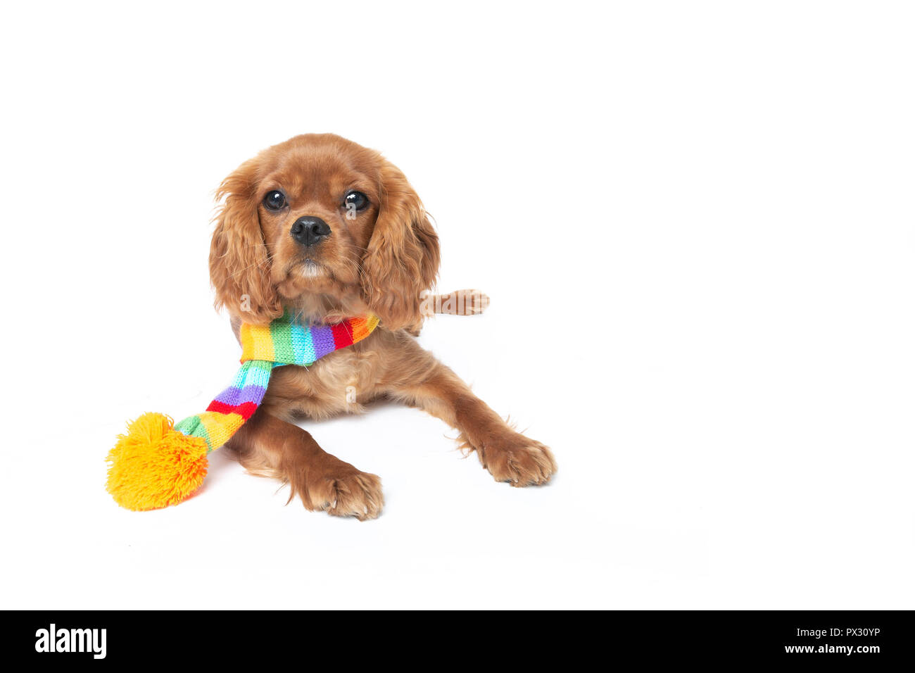 Cute dog in colorful scarf isolated on white background Stock Photo - Alamy