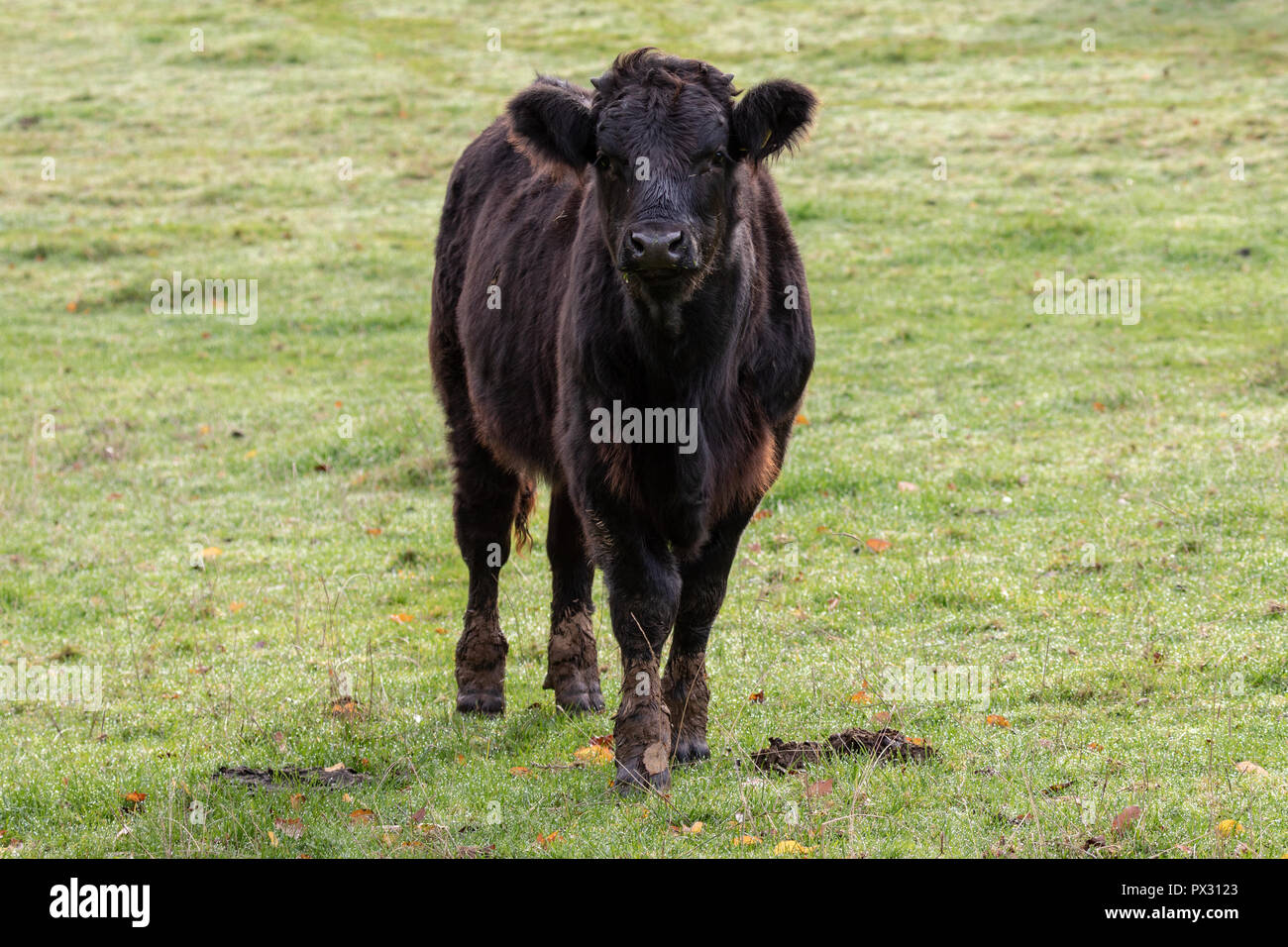 Angus cattle grazing in pasture on an autumnal morning Stock Photo - Alamy