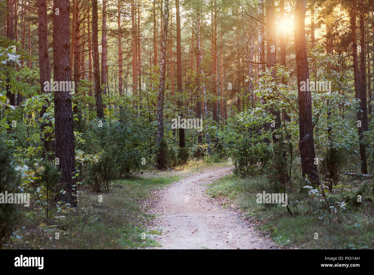 Path through the forest hi-res stock photography and images - Alamy