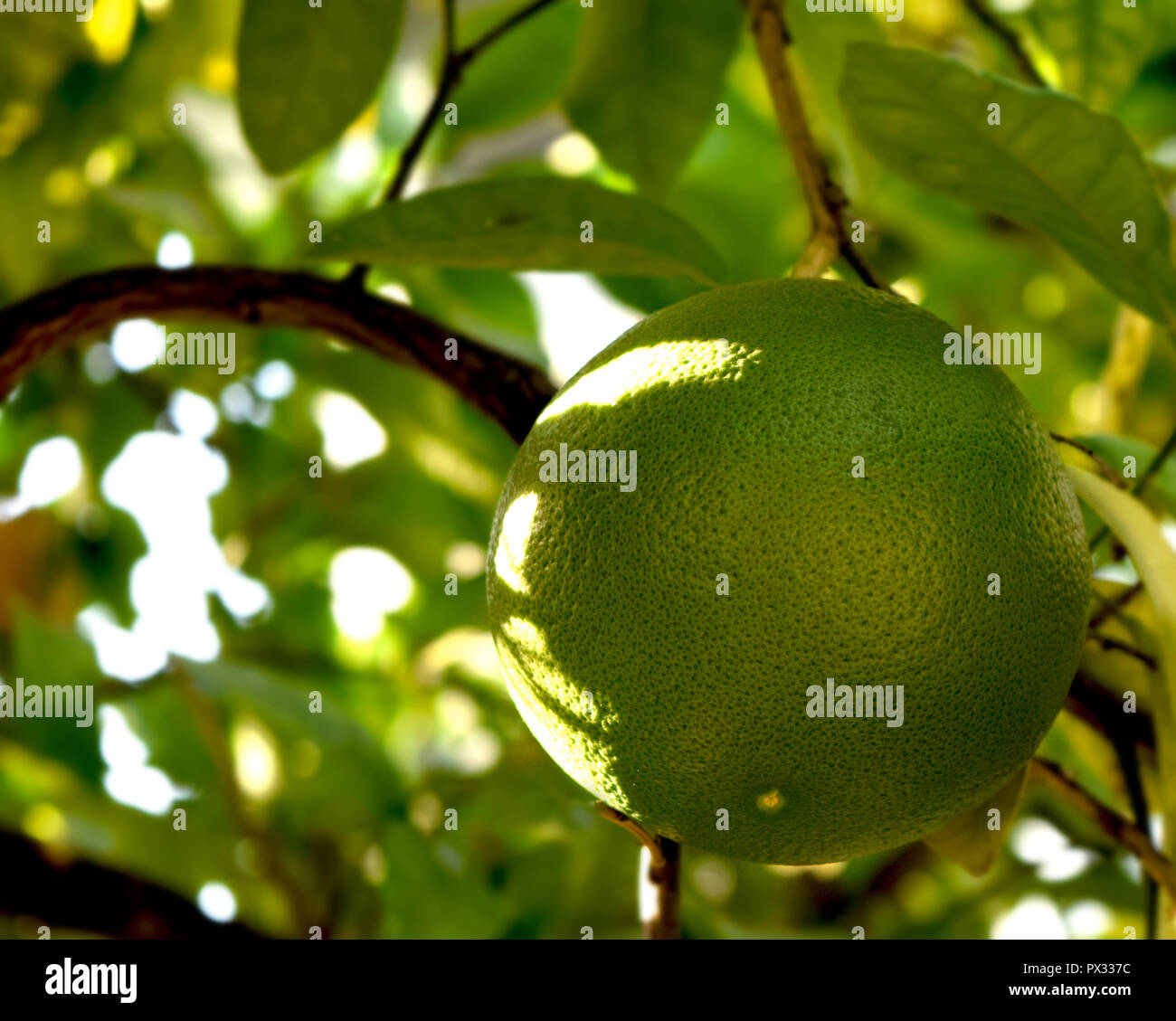 Unripened grapefruit hi-res stock photography and images - Alamy