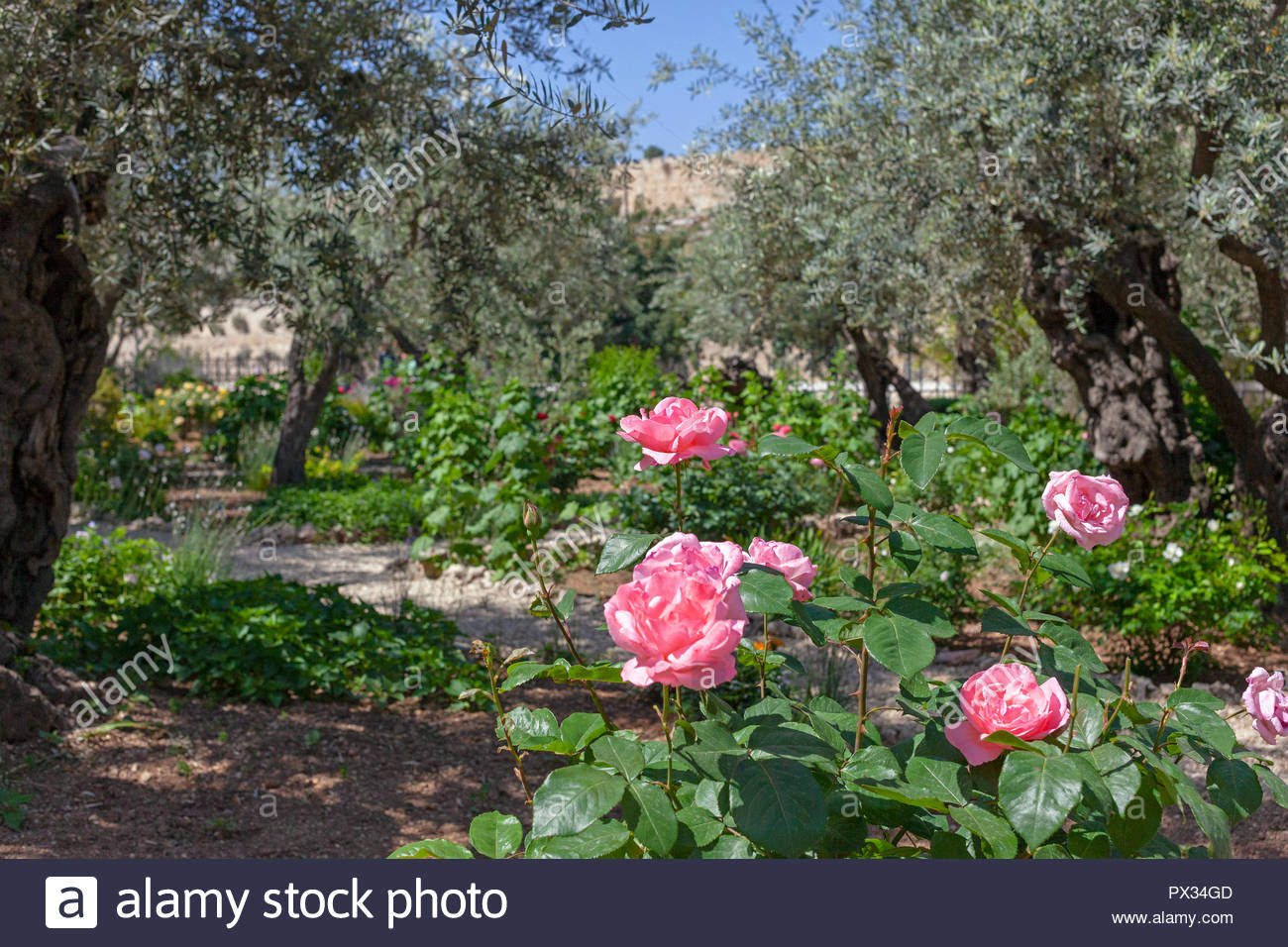 Gethsemane Jerusalem Stock Photos & Gethsemane Jerusalem Stock Images ...