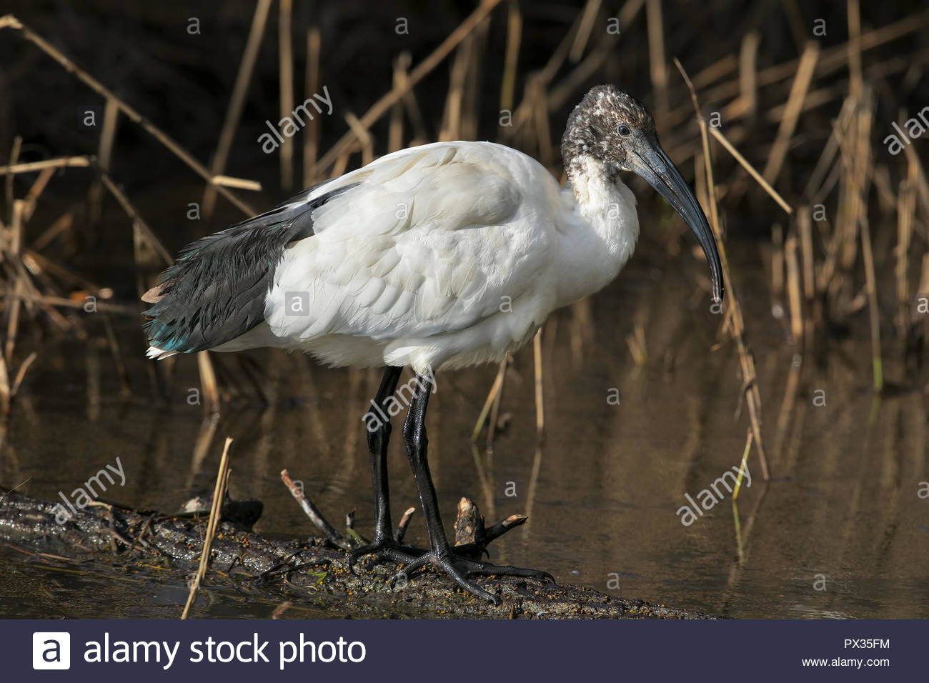 African Ibis Stock Photos & African Ibis Stock Images - Alamy