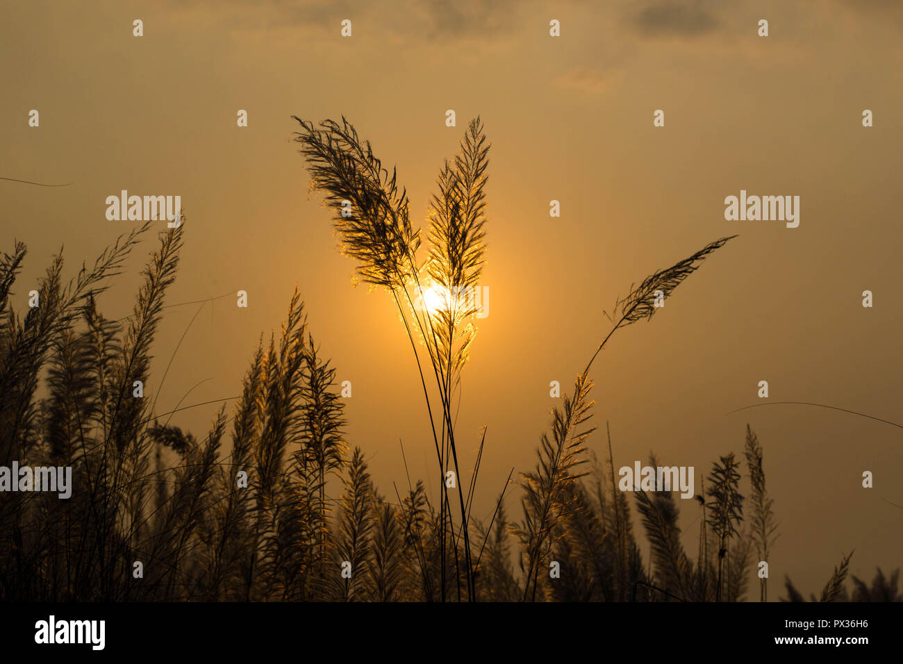 Catkins (Kashphool) in autumn. Dhaka, Bangladesh Stock Photo - Alamy