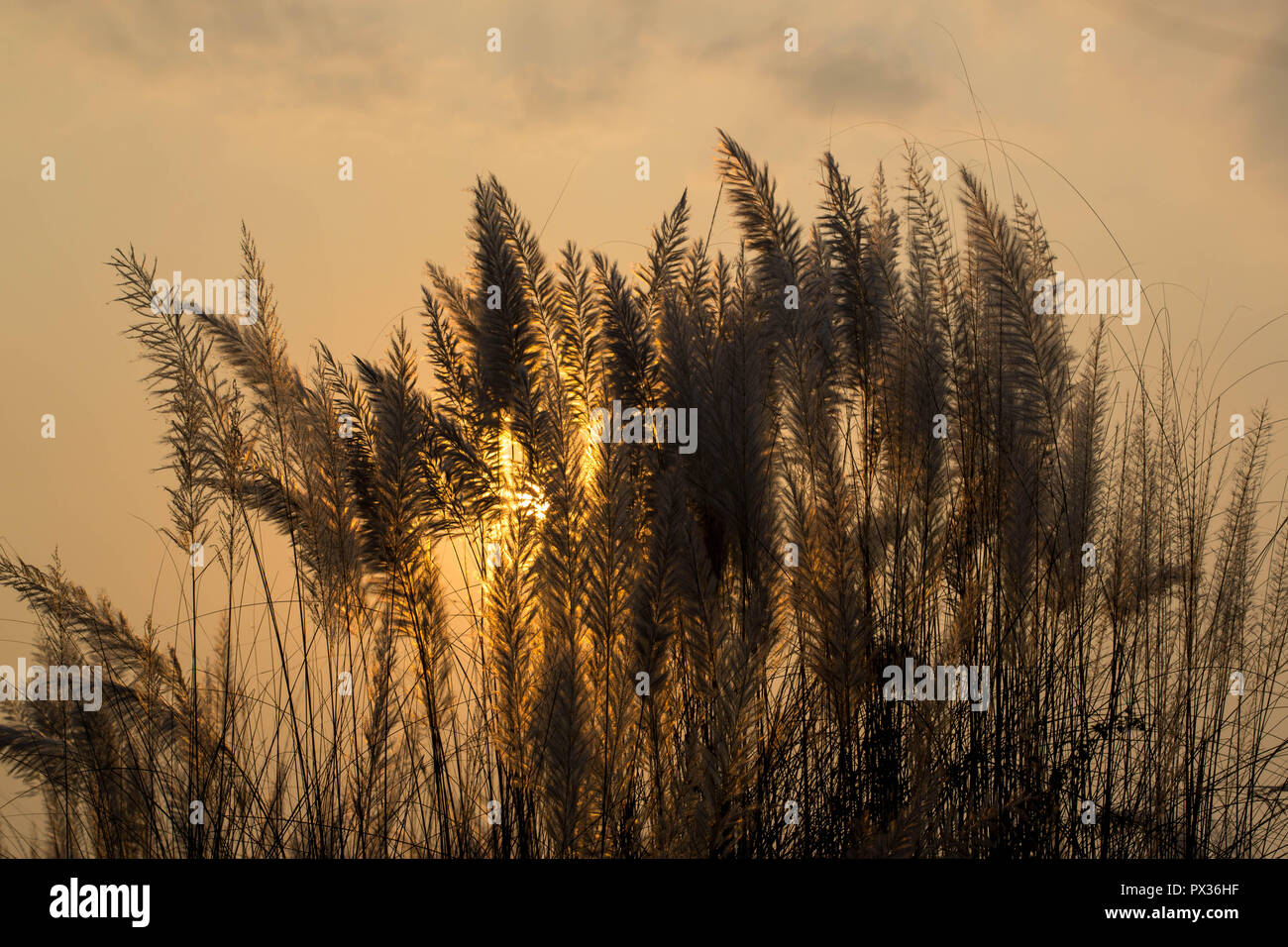 White kash flower hi-res stock photography and images - Alamy