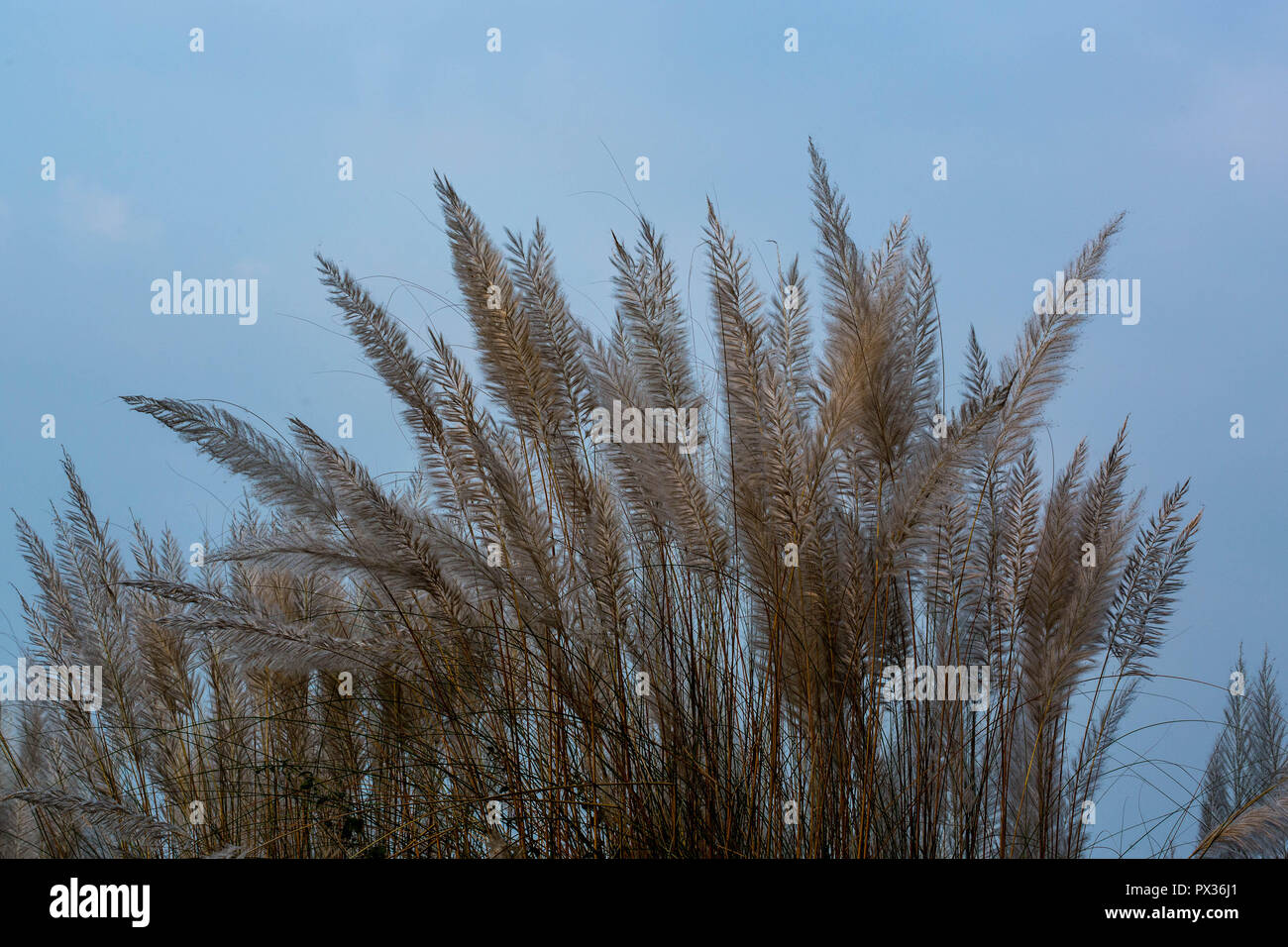 White kash flower hi-res stock photography and images - Alamy