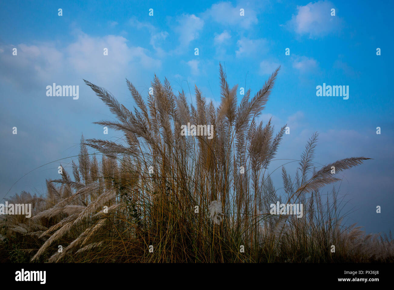 White kash flower hi-res stock photography and images - Alamy