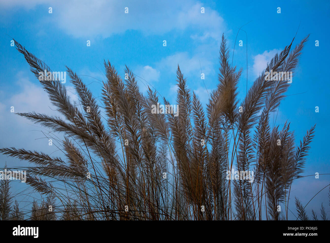 White kash flower hi-res stock photography and images - Alamy