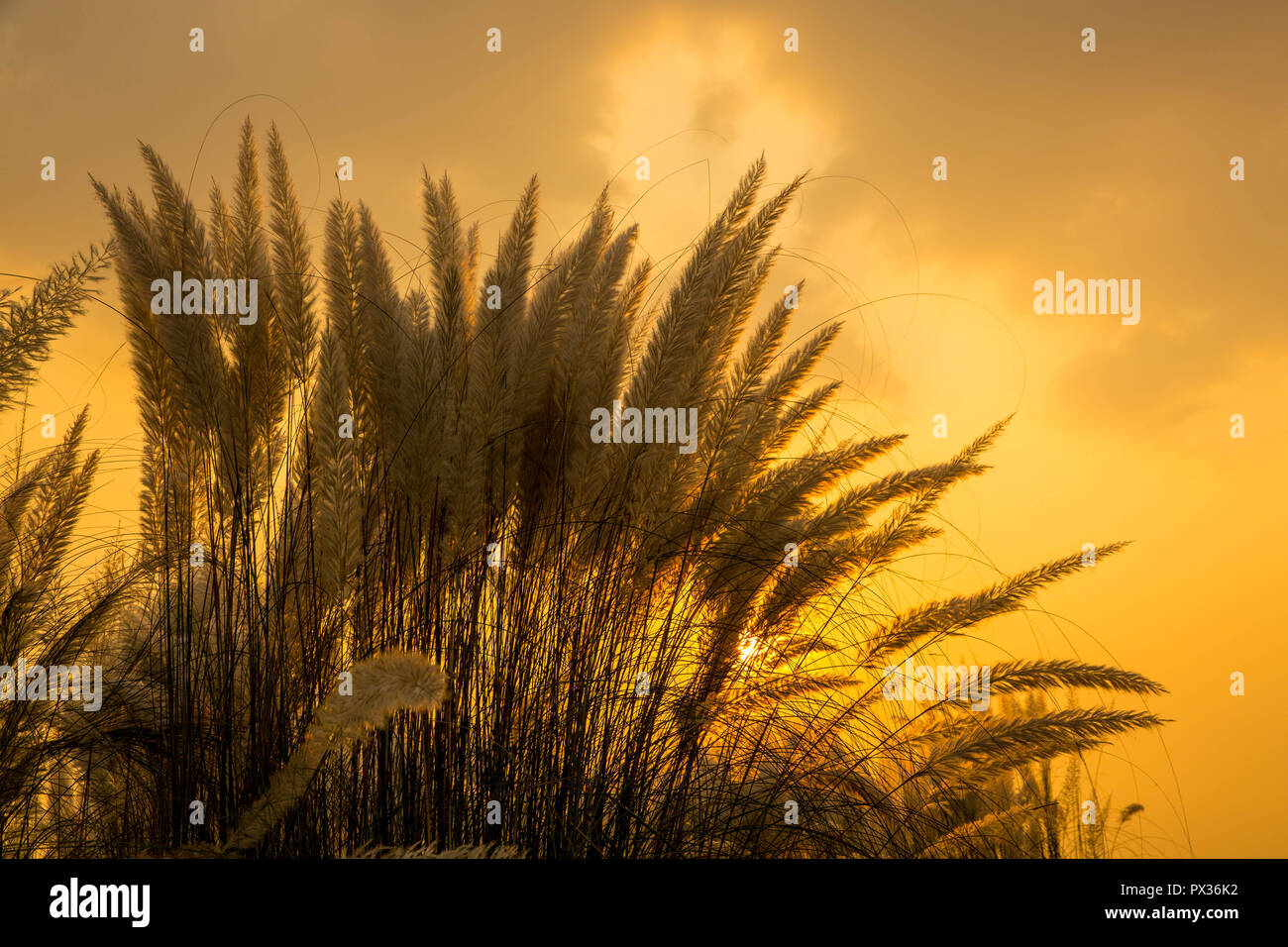 Catkins (Kashphool) in autumn. Dhaka, Bangladesh Stock Photo - Alamy